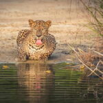 From Sigiriya: Wilpattu National Park Private Jeep Safari - What Makes This Safari Special?