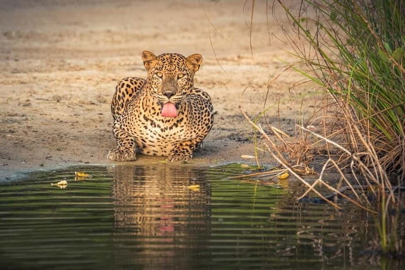From Sigiriya: Wilpattu National Park Private Jeep Safari - What Makes This Safari Special?