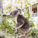 From Sydney: 16-Day Best of East Coast Australia Tour - Who Should Consider This Tour?