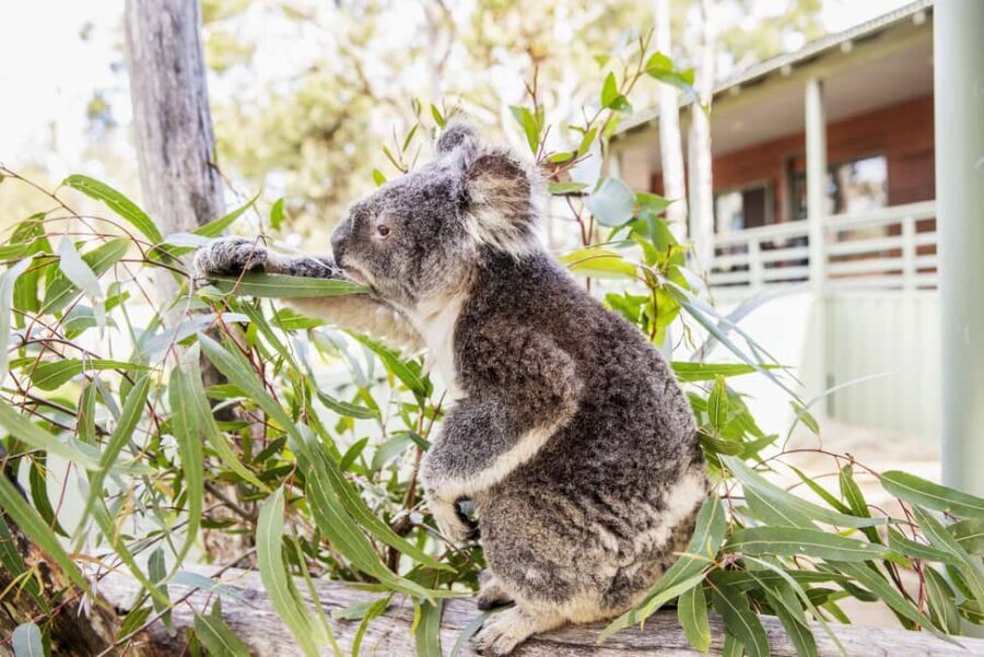 From Sydney: 16-Day Best of East Coast Australia Tour - Who Should Consider This Tour?