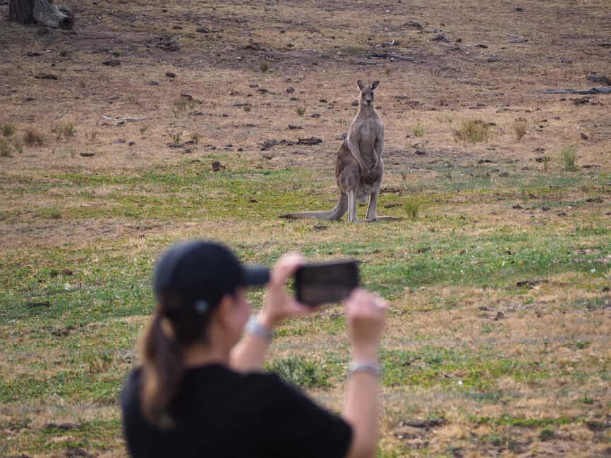 From Sydney: Australian Wildlife Safari with Lunch & Dinner - The Sum Up