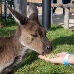 From Sydney: Blue Mountains, Scenic Railway, & Sydney Zoo - Visiting Sydney Zoo: Up Close with Australian Wildlife
