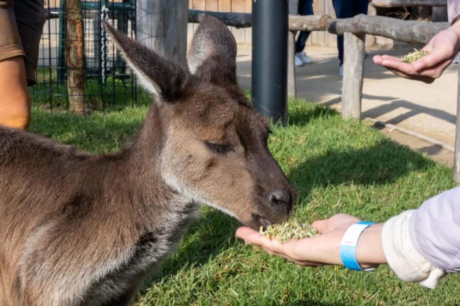 From Sydney: Blue Mountains, Scenic Railway, & Sydney Zoo - Visiting Sydney Zoo: Up Close with Australian Wildlife