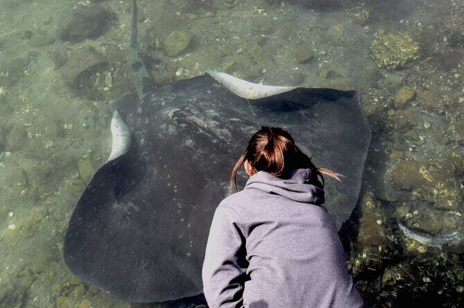 From Sydney: Day Tour to Jervis Bay with Beaches and Koalas - Transport, Group Size, and Value
