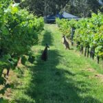 From Sydney: Hunter Valley Beer & Wine Group Tour - Is the Price Worth It?