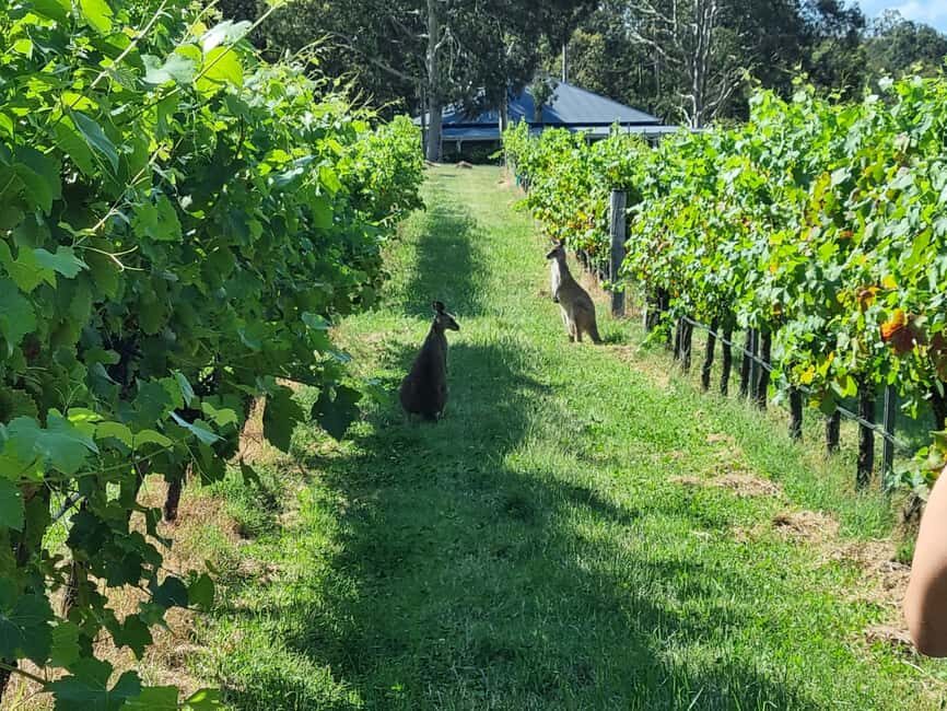 From Sydney: Hunter Valley Beer & Wine Group Tour - Is the Price Worth It?