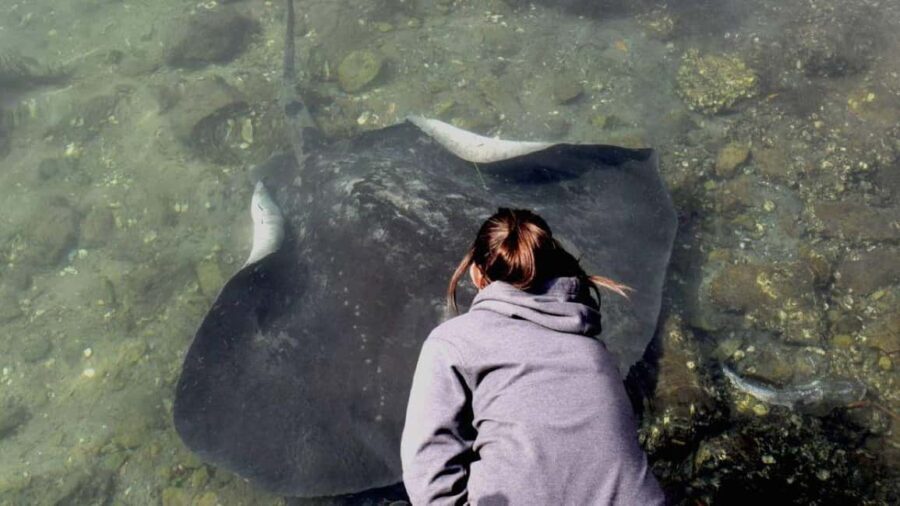 From Sydney: Jervis Bay Tour with Beach, Koalas & Kangaroos - Transportation, Group Size, and Guide Quality