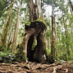 From Taipei: Taipingshan National Forest Private Day Tour - The Itinerary Breakdown