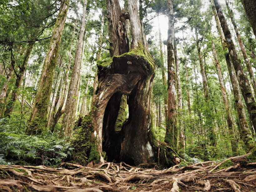 From Taipei: Taipingshan National Forest Private Day Tour - The Itinerary Breakdown
