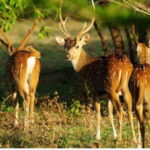 From Tangalle: All Inclusive Safari at Lunugamvehera Park - Who Should Consider This Safari?
