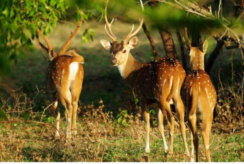 From Tangalle: All Inclusive Safari at Lunugamvehera Park - Who Should Consider This Safari?