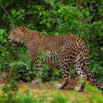 From Tangalle / Hiriketiya - Yala Safari - Drop-off : Ella - Who Should Consider This Tour?