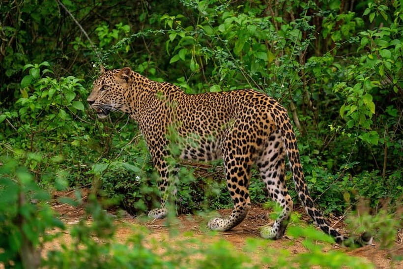 From Tangalle / Hiriketiya - Yala Safari - Drop-off : Ella - Who Should Consider This Tour?