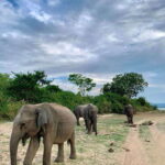 From Tangalle / Hiriketiya : Yala Safari tour & Drop - Ella - Who Is This Tour Best For?