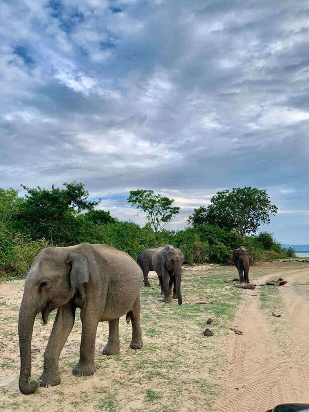 From Tangalle / Hiriketiya : Yala Safari tour & Drop - Ella - Who Is This Tour Best For?