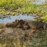 From Tangalle/ Hiriketiya: Yala Safari with Drop: Ella - Why This Tour Offers Value and Authenticity