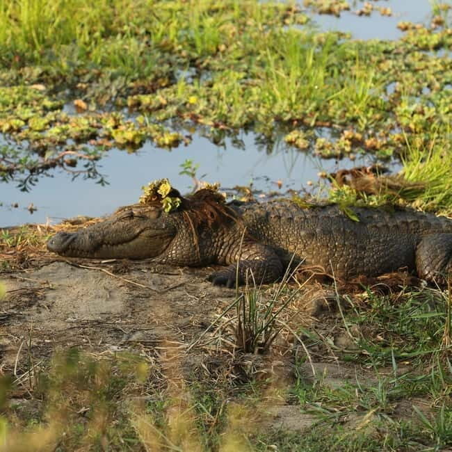 From Tangalle/ Hiriketiya: Yala Safari with Drop: Ella - Why This Tour Offers Value and Authenticity