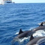 From Tangalle: Mirissa Whale Watching Tour with Breakfast - FAQ