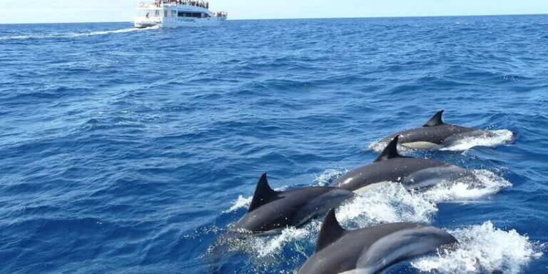 From Tangalle: Mirissa Whale Watching Tour with Breakfast - FAQ