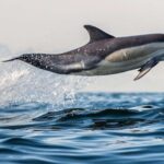 From Tauranga: Dolphin and Wildlife Cruise - Value for Money