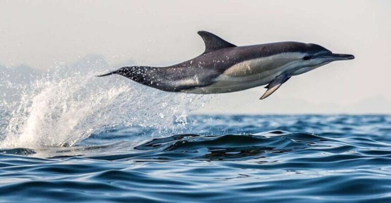 From Tauranga: Dolphin and Wildlife Cruise - Value for Money