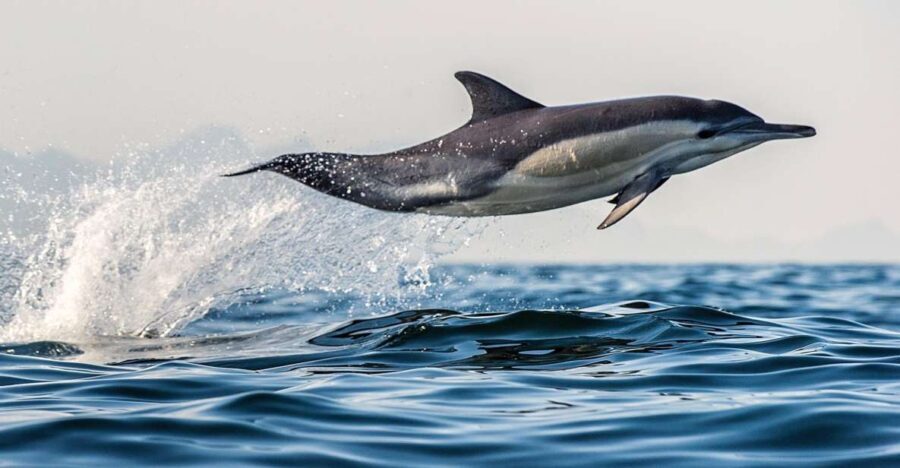 From Tauranga: Dolphin and Wildlife Cruise - Value for Money