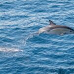 From Tauranga: Half-Day Swimming with Dolphins Tour - Who Will Enjoy This Tour?
