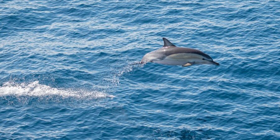 From Tauranga: Half-Day Swimming with Dolphins Tour - Who Will Enjoy This Tour?