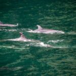 From Te Anau: Milford Sound Cruise and Coach Day Trip - The Experience of the Guides and Transport