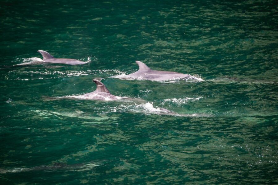 From Te Anau: Milford Sound Cruise and Coach Day Trip - The Experience of the Guides and Transport