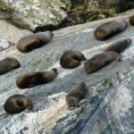 From Te Anau: Milford Sound Tour with Cruise and Lunch - Pricing and Value Analysis
