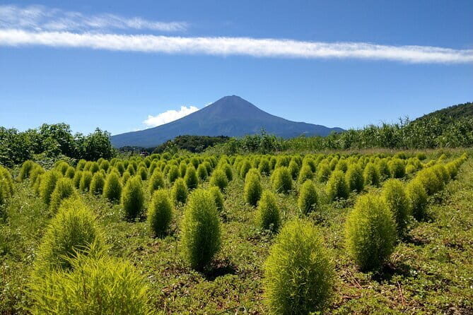 From Tokyo: Mount Fuji, Cruise and Sake Tasting Tour - Is It Good Value?