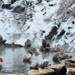 From Tokyo: Nagano Snow Monkey Park Zenkoji Temple Day Trip - Final Thoughts