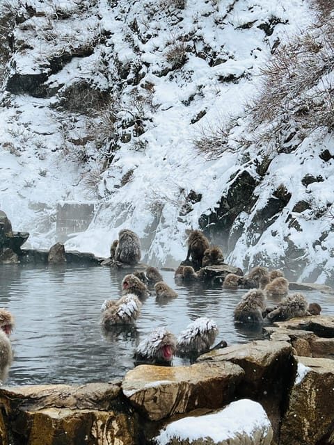 From Tokyo: Nagano Snow Monkey Park Zenkoji Temple Day Trip - Final Thoughts
