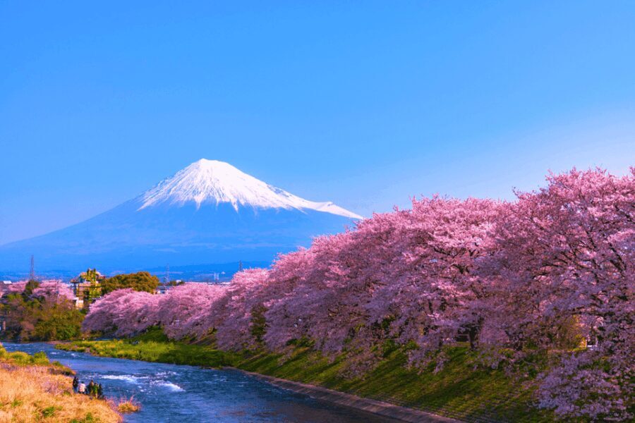 From Tokyo: Private Day Trip to Mount Fuji & Fuji Five lakes - The Transportation & Logistics: Why It Matters