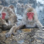 From Tokyo: Private Tour Snow Monkey Park & Zenko-ji Temple - An In-Depth Look at the Tour Experience