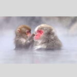 From Tokyo: Snow Monkey Park and Miso Production Day Tour - Why This Tour Is a Great Choice