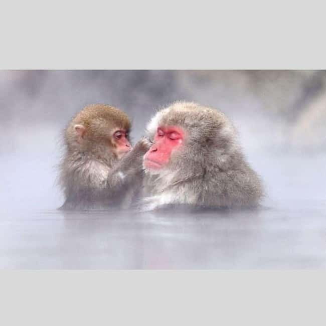 From Tokyo: Snow Monkey Park and Miso Production Day Tour - Why This Tour Is a Great Choice