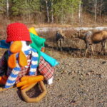 From Toronto: Algonquin Park Canoeing & Hiking Adventure - What the Day Looks Like