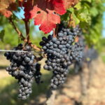 From Toronto: Niagara Falls Day Trip & Wine Tasting - What Makes This Tour Stand Out?