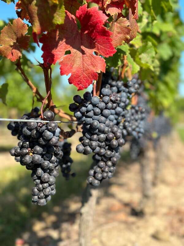 From Toronto: Niagara Falls Day Trip & Wine Tasting - What Makes This Tour Stand Out?