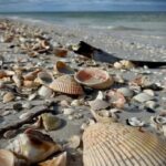 From Treasure Island: Dolphin Watching and Shelling Cruise - Authentic Feedback from Travelers