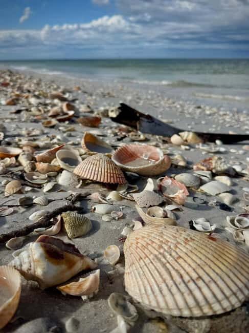 From Treasure Island: Dolphin Watching and Shelling Cruise - Authentic Feedback from Travelers