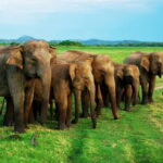 From Trincomalee: Elephant Safari at Minneriya or Kaudulla - The Itinerary and What to Expect