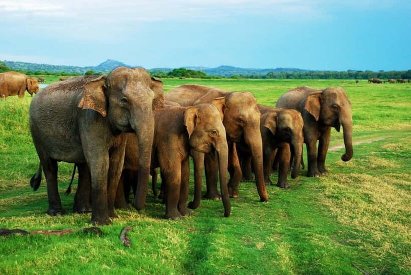 From Trincomalee: Elephant Safari at Minneriya or Kaudulla - The Itinerary and What to Expect