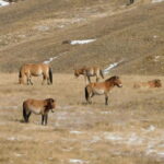 From Ulaanbaatar: 3-Day Terelj and Hustai National Parks - The Value and Practical Aspects