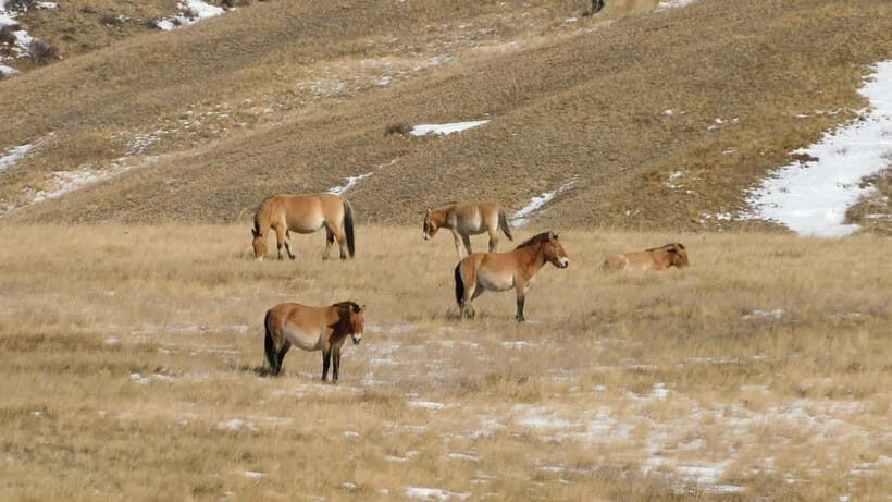 From Ulaanbaatar: 3-Day Terelj and Hustai National Parks - The Value and Practical Aspects