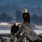 From Victoria: Whale Watching Marine Wildlife Excursion - An In-Depth Look at the Experience
