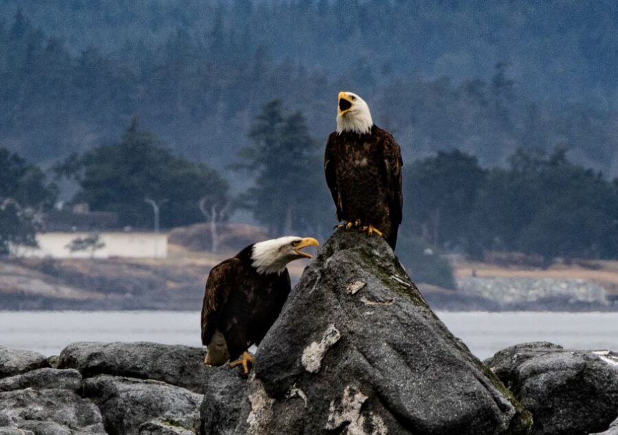 From Victoria: Whale Watching Marine Wildlife Excursion - An In-Depth Look at the Experience