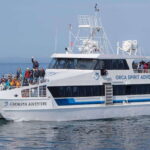 From Victoria: Whale Watching Trip on Covered Boat - The Sum Up: Is This Tour for You?